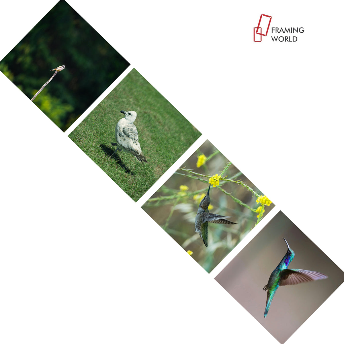 Photo Strip – Framing World